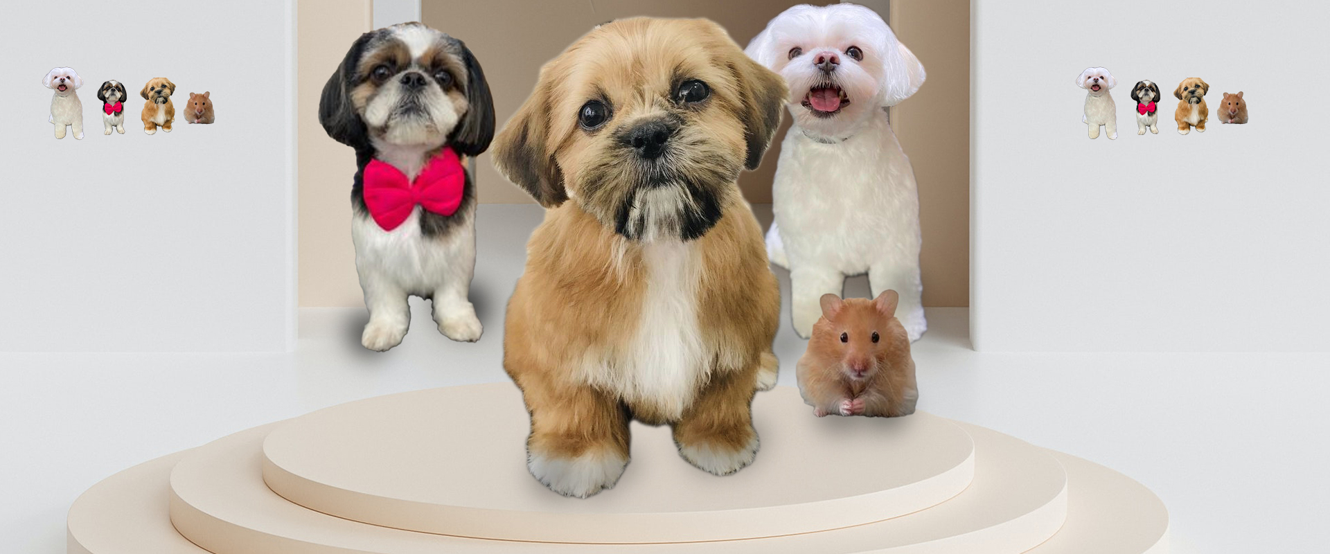 Best Pet Salon Service In Jaipur Pet Hair Cut In Jaipur Best Pet Salon Service In Jaipur Pet Hair Cut In Jaipur